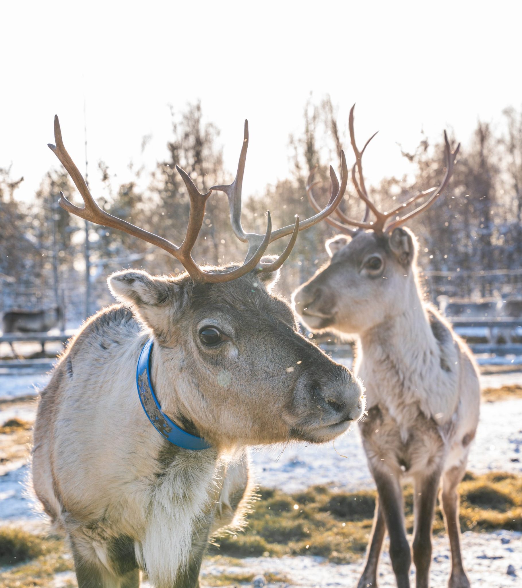 Contact – Otter Reindeerfarm
